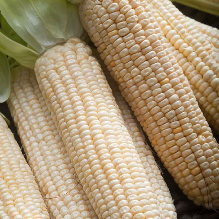 Bulk Corn Seeds - Stowells Evergreen | Bulk Seed Store