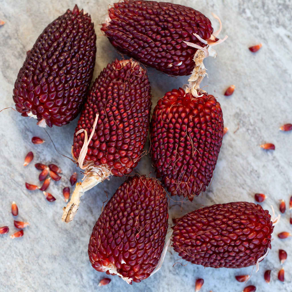 Bulk Corn Seeds - Strawberry Popcorn | Bulk Seed Store