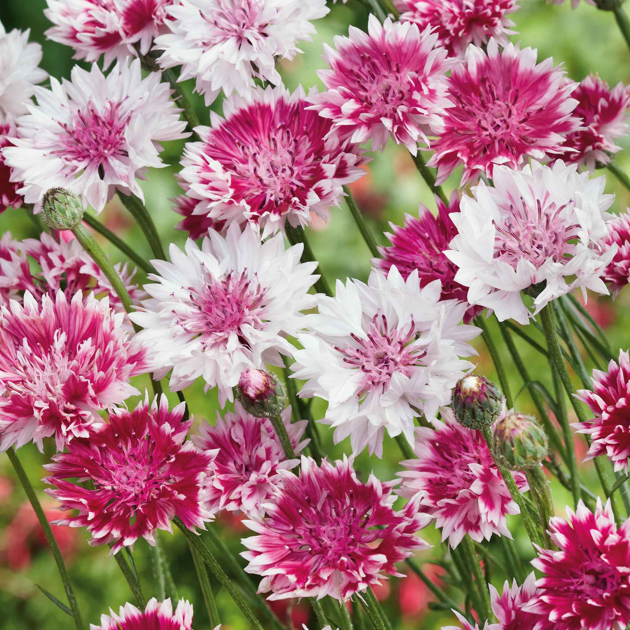 Bulk Cornflower Seeds | Buy in Bulk & Save | Bulk Seed Store