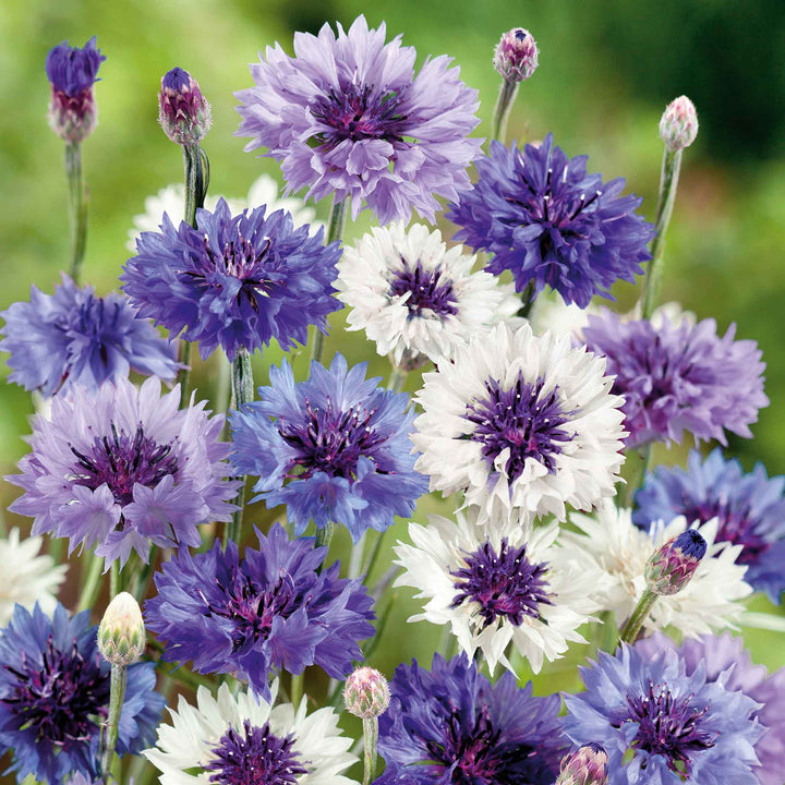Bulk Cornflower Seeds | Buy in Bulk & Save | Bulk Seed Store