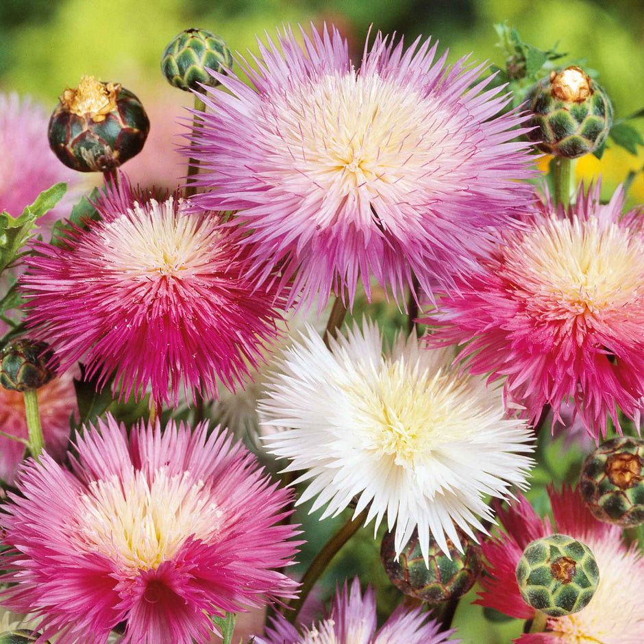 Bulk Cornflower Seeds | Buy in Bulk & Save | Bulk Seed Store