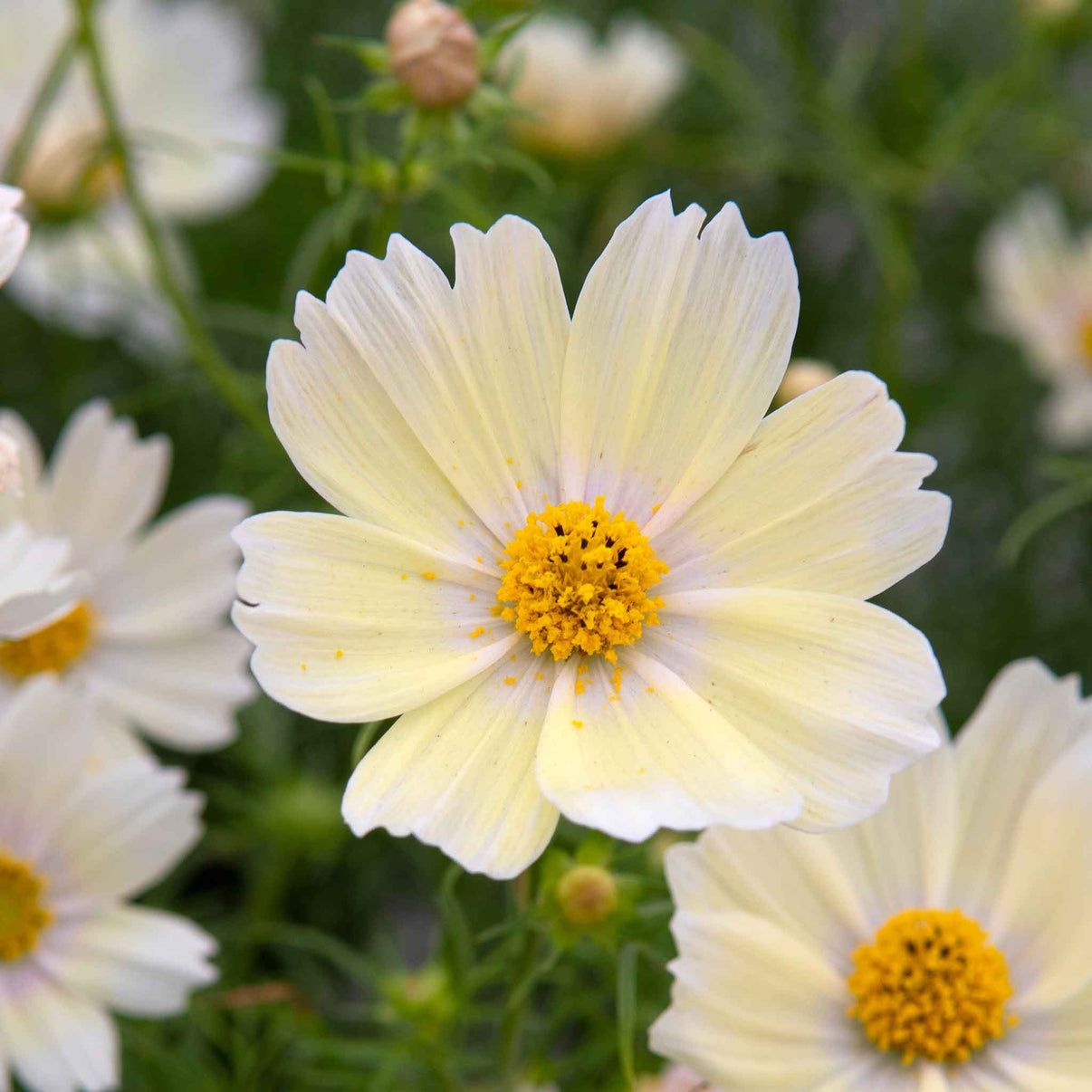 Cosmos Seeds - Lemonade | Flower Seeds in Packets & Bulk | Bulk Seed Store