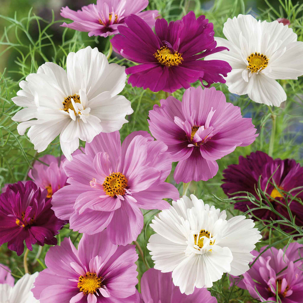 Bulk Cosmos Seeds | Buy in Bulk & Save | Bulk Seed Store