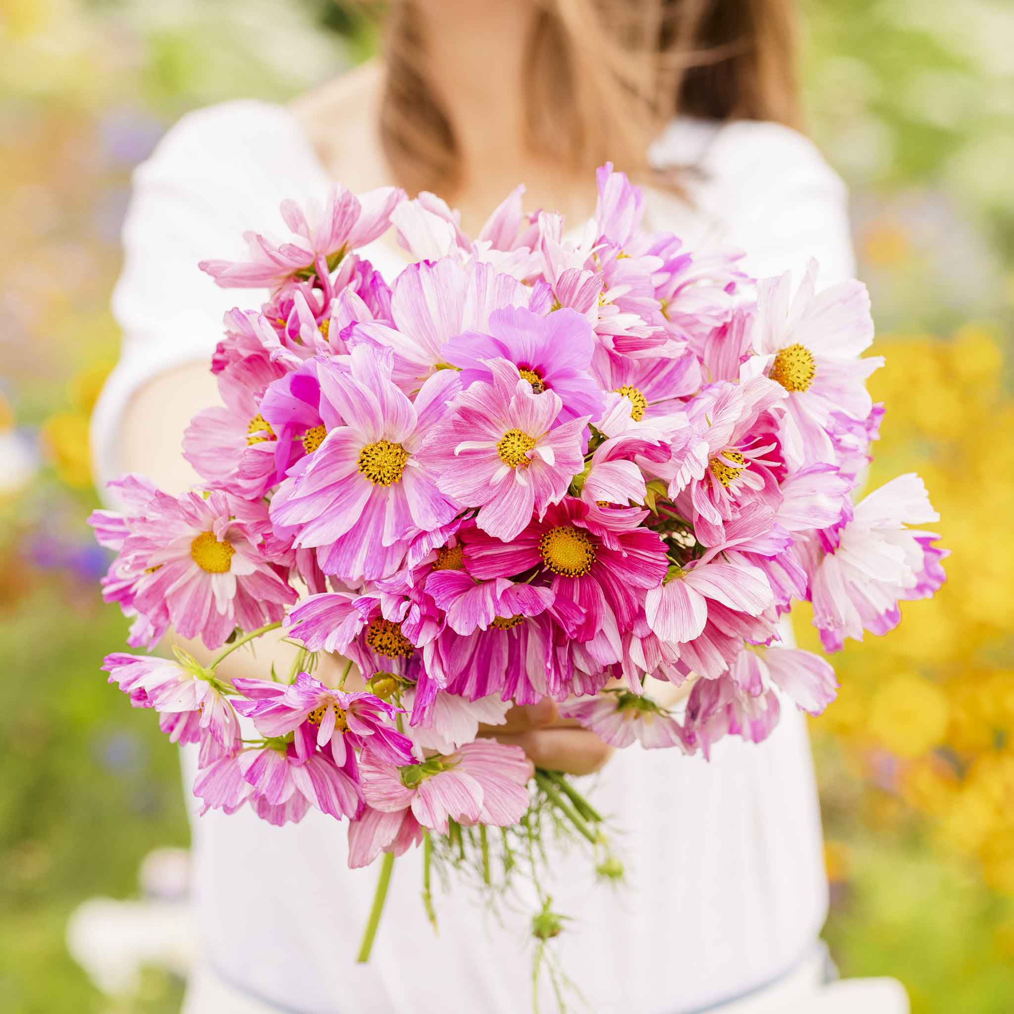 Cosmos Seeds - Rosetta | Flower Seeds in Packets & Bulk | Bulk Seed Store