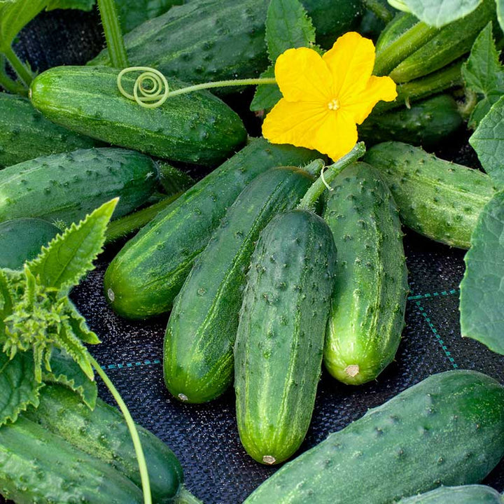 Bulk Cucumber Seeds | Buy in Bulk & Save | Bulk Seed Store