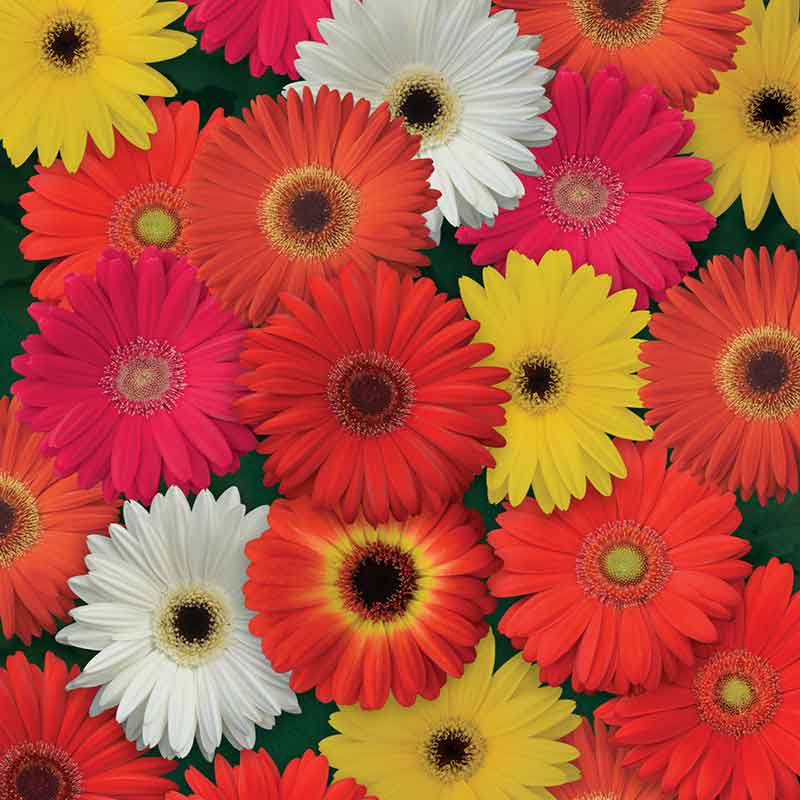 Bulk Gerbera Daisy Seeds - ColorBloom™ Mix | Bulk Seed Store