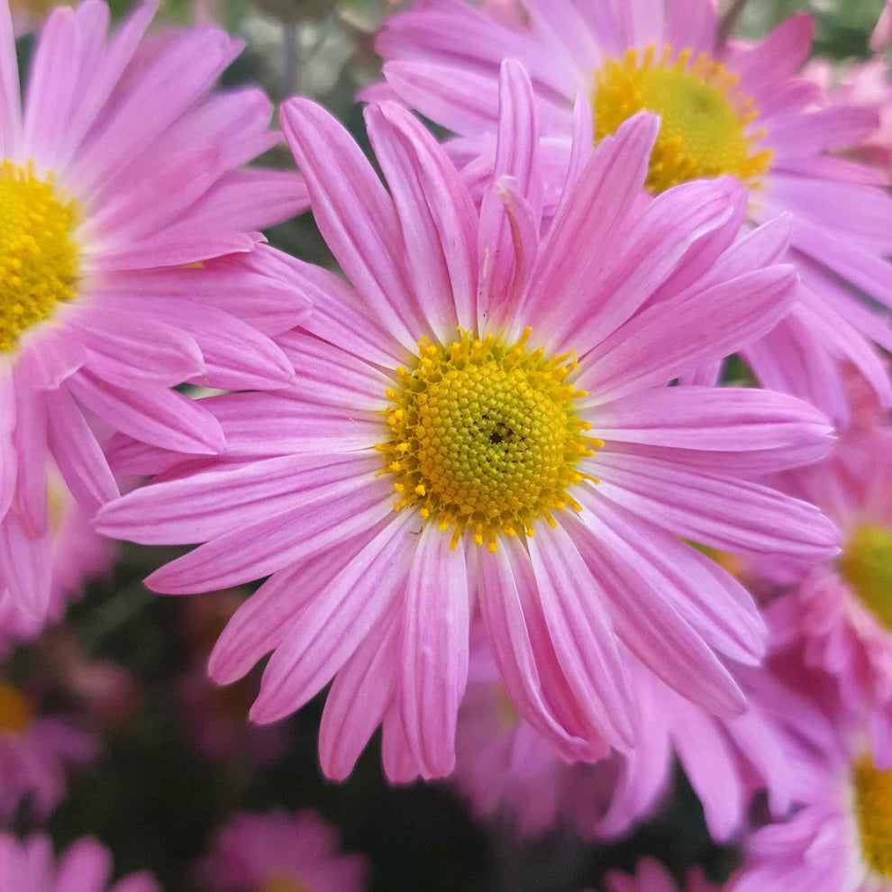 Bulk Daisy Seeds (Painted) - Robinsons Giant Mix | Bulk Seed Store