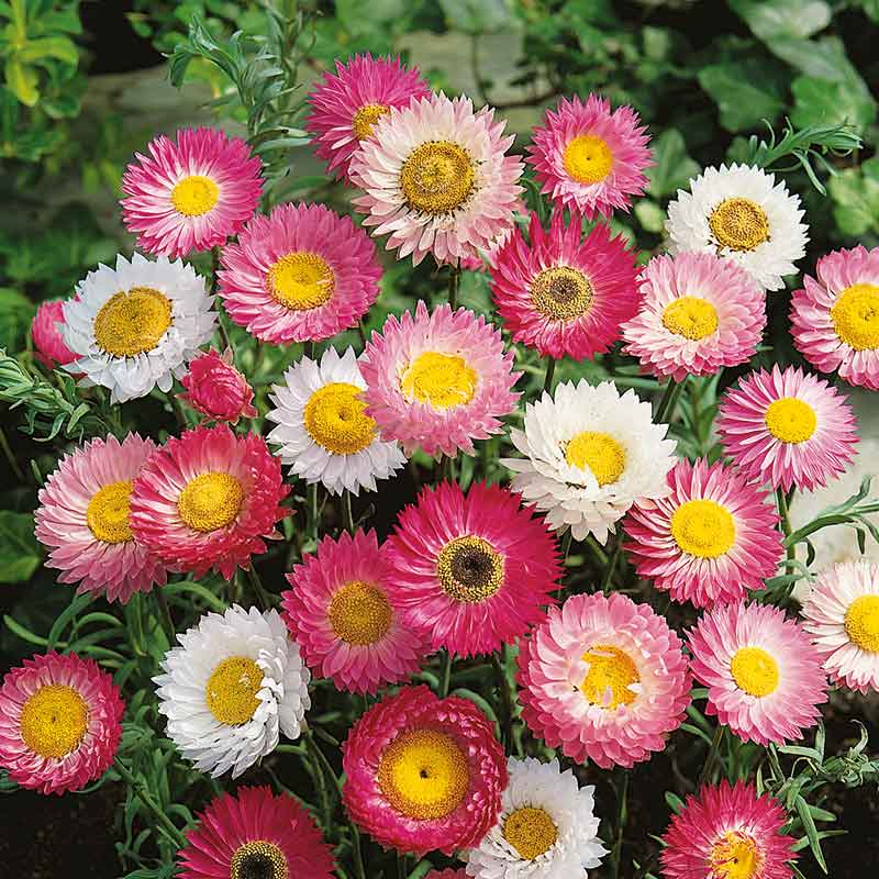Bulk Daisy Seeds (Paper) - Giant Flowered Mix | Bulk Seed Store