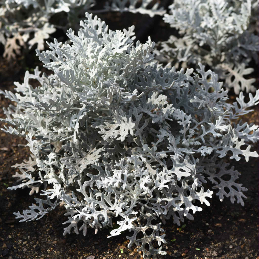 Dusty Miller Seeds - Silverdust | Flower Seeds in Packets & Bulk | Bulk ...