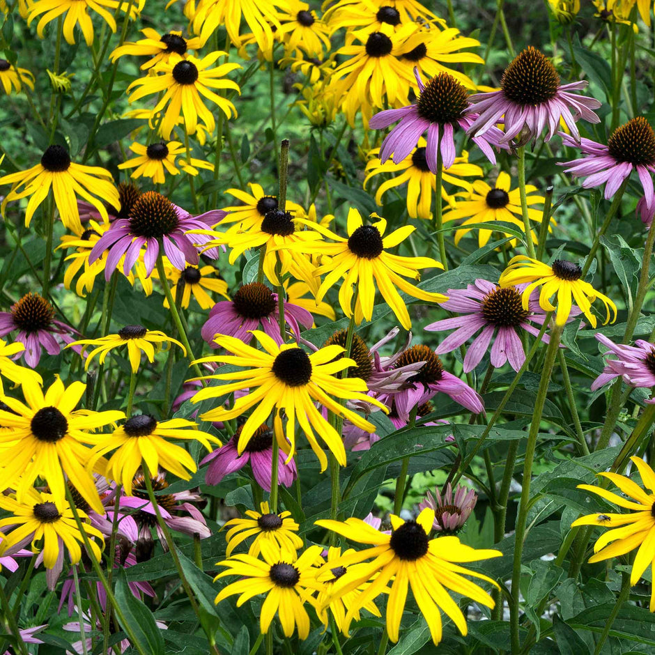 Bulk Wildflower Mixes By The Pound – Bulk Seed Store