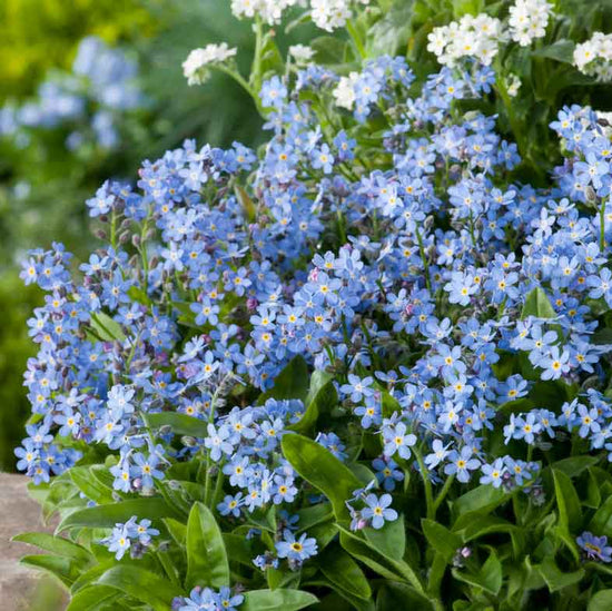 Bulk Forget Me Not Seeds - Blue | Bulk Seed Store