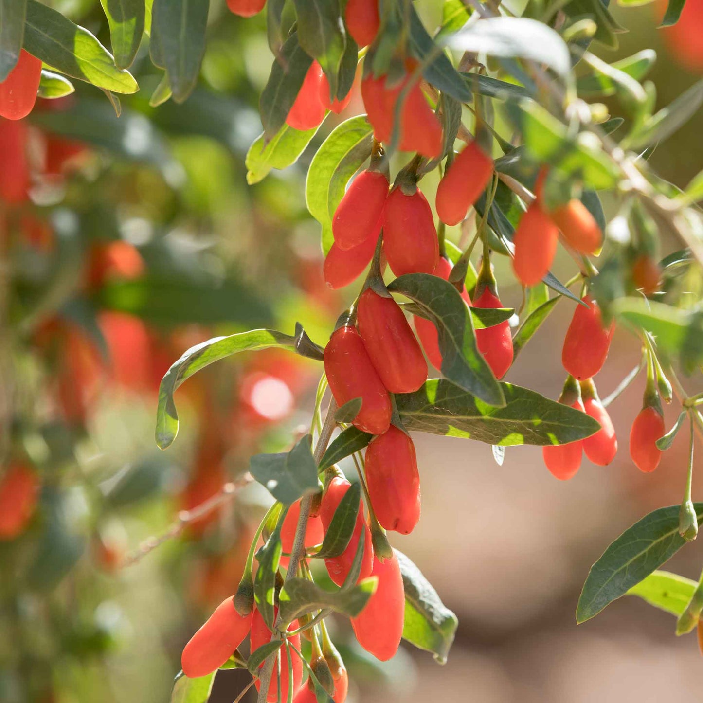 Bulk Goji Seeds | Bulk Seed Store