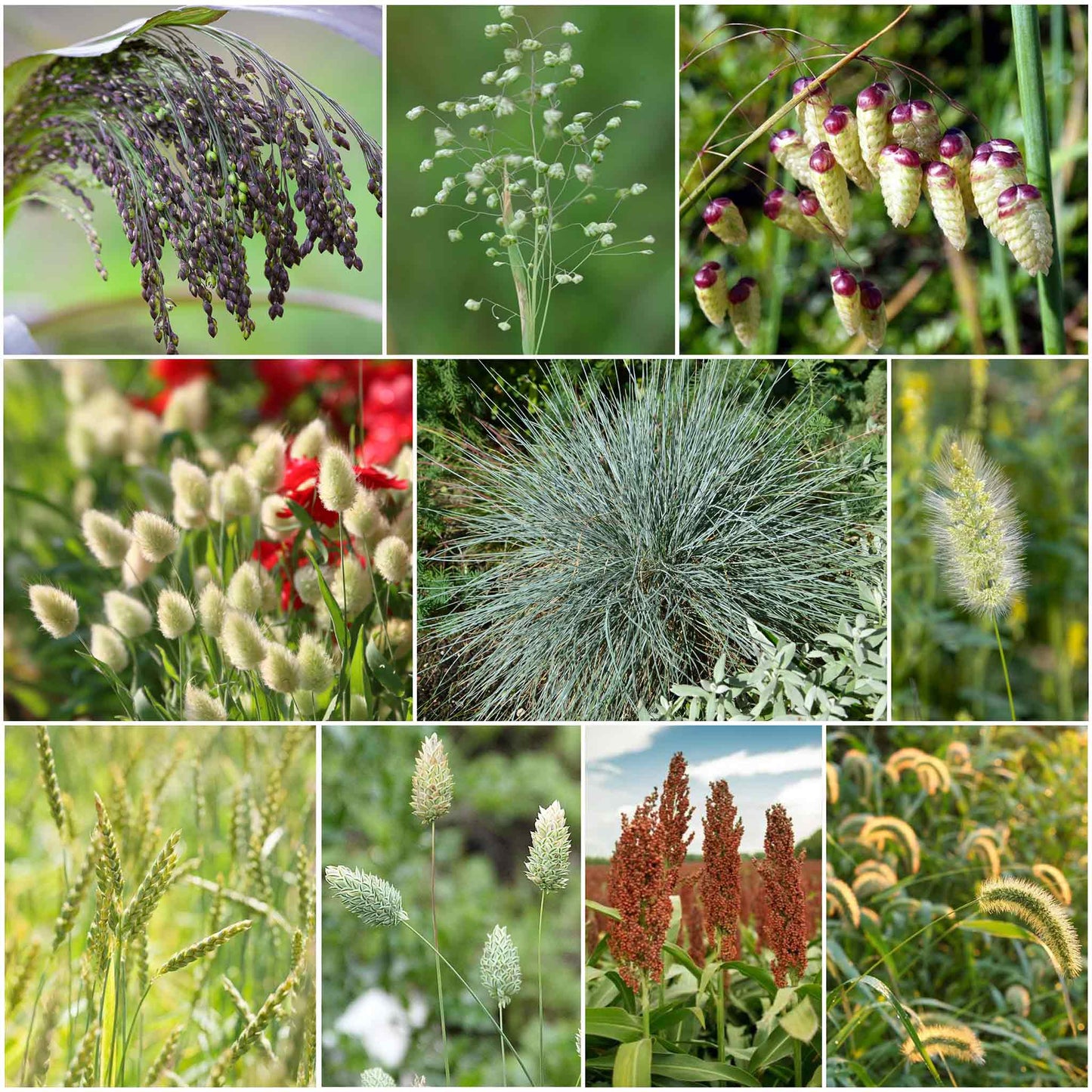 Grass Seeds - Annual Ornamental Grass Mix | Grass Seeds in Packets ...