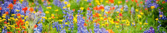 Wildflower Coverage Chart | Bulk Seed Store
