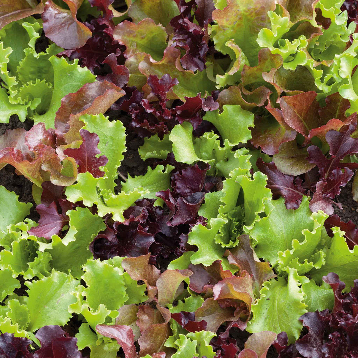 Bulk Lettuce Seeds - Gourmet Salad Blend | Bulk Seed Store