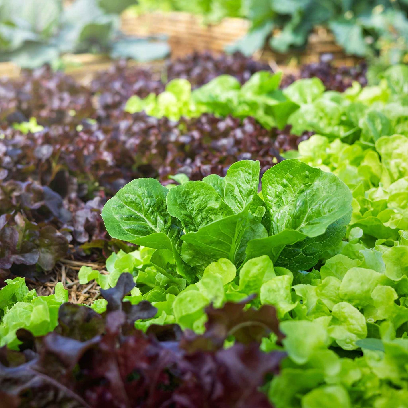 Bulk Lettuce Seeds - Leaf Blend | Bulk Seed Store