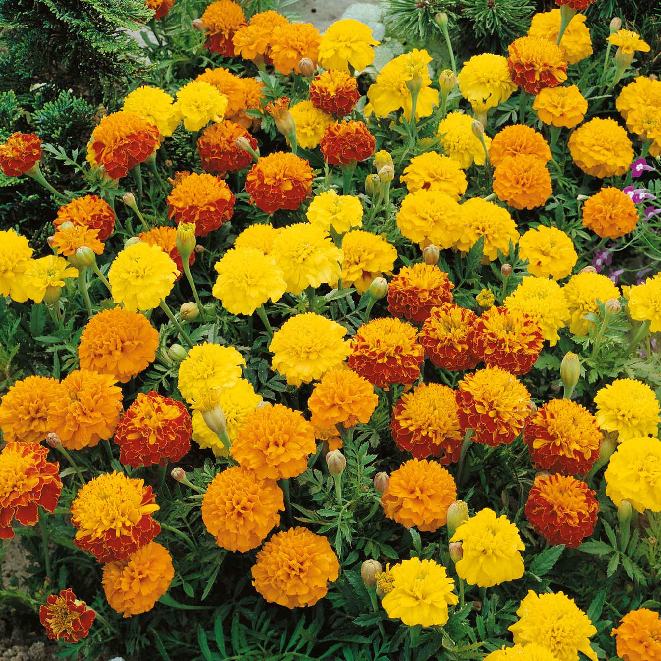Bulk French Marigold (Dwarf) Seeds - Petite Mix | Bulk Seed Store