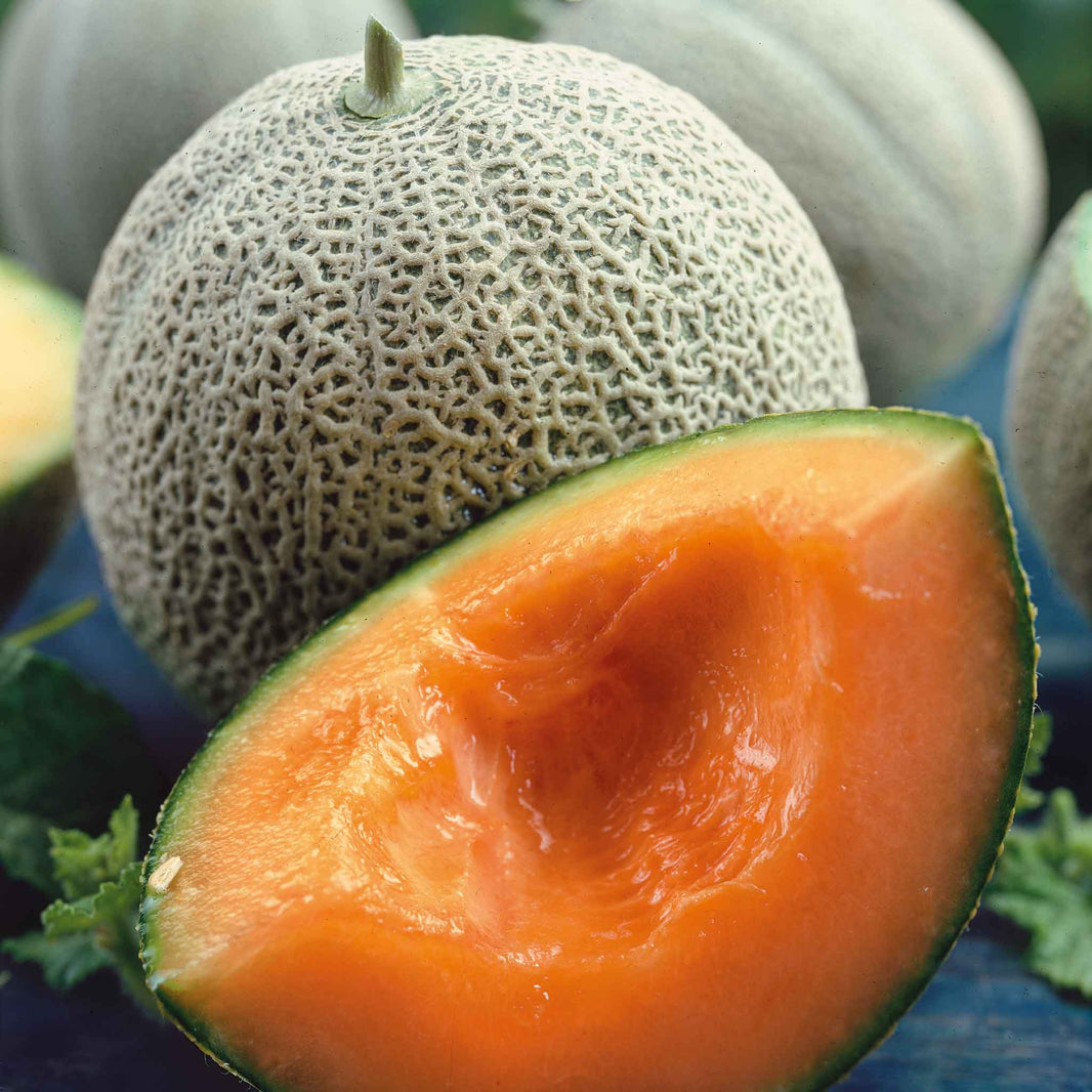 Bulk Melon Seeds | Buy in Bulk & Save | Bulk Seed Store