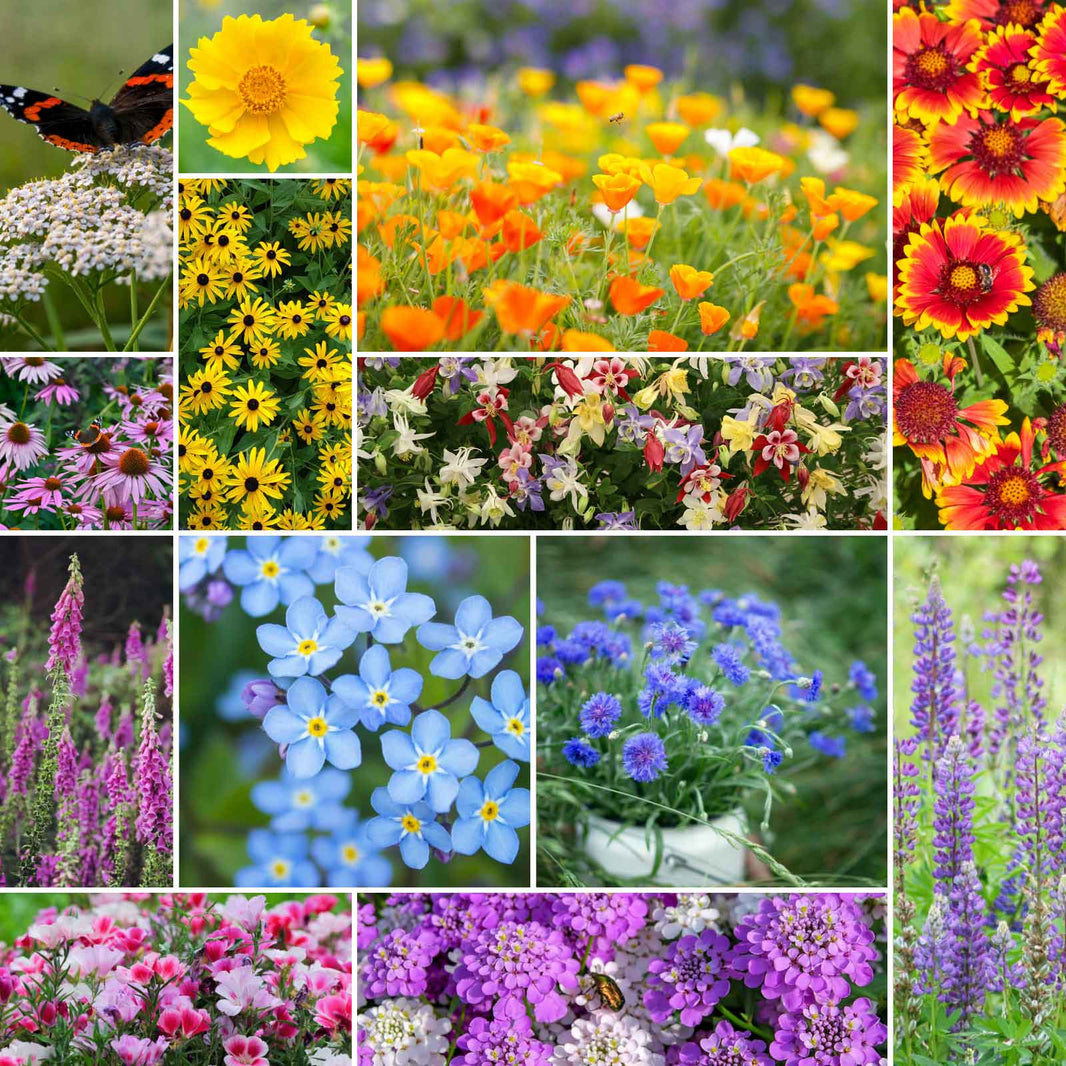 Wildflower Mixes - 50 Pounds – Bulk Seed Store