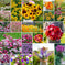 Bulk Late Bloomer - Fall Blooming Wildflower Seed Mix | Bulk Seed Store