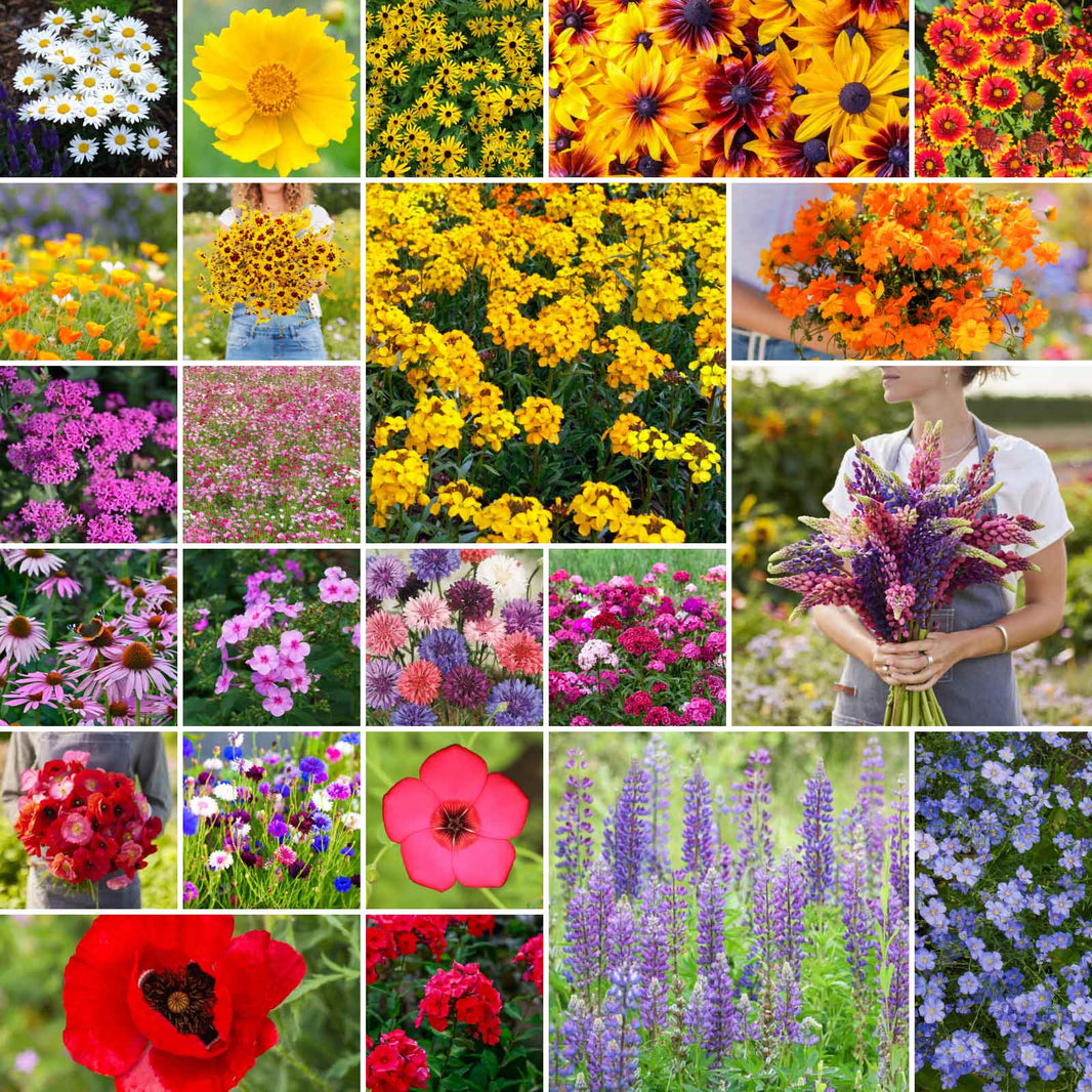Bulk Seeds | Flower, Vegetable & Herb Seeds | Bulk Seed Store