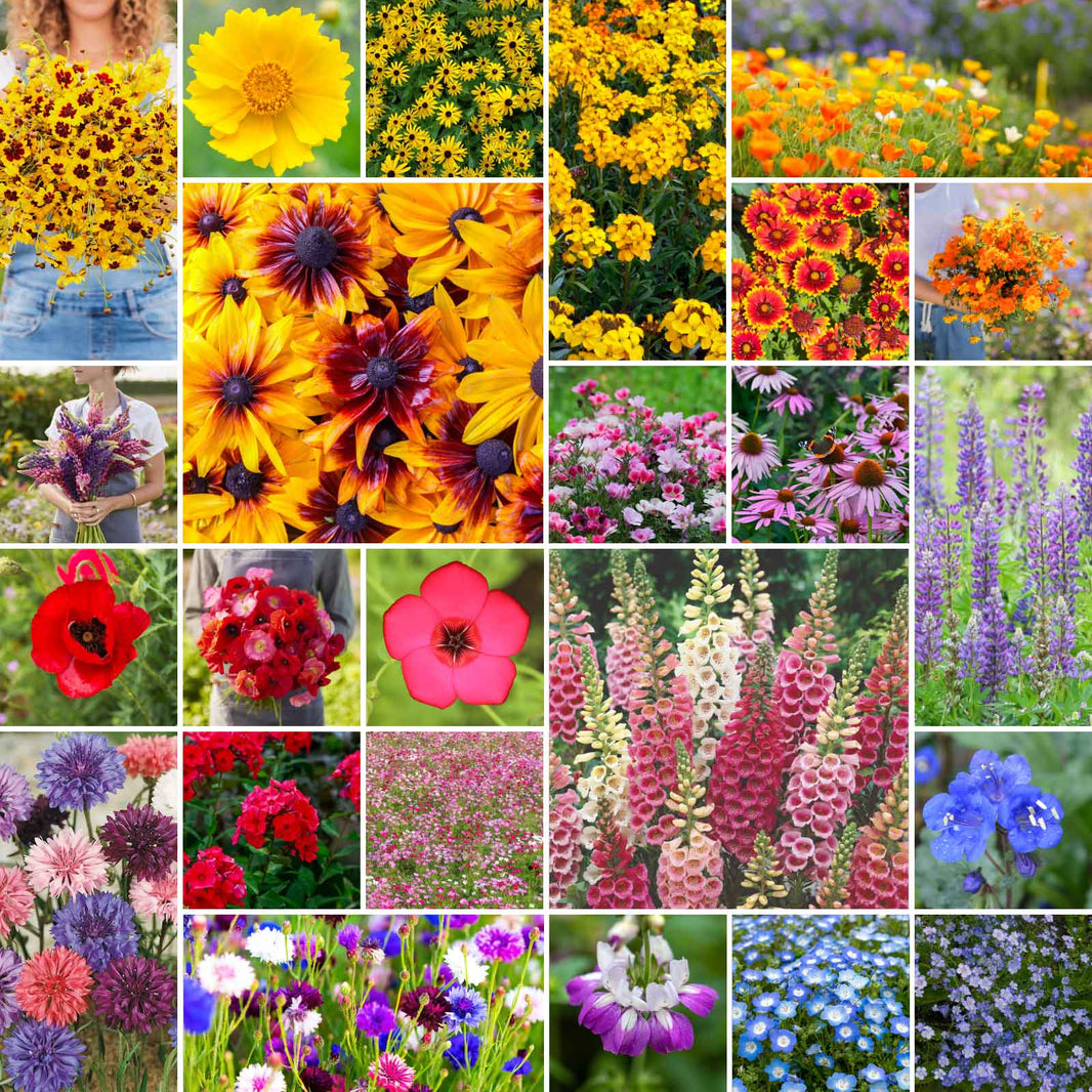 Wildflower Mixes - 50 Pounds – Bulk Seed Store