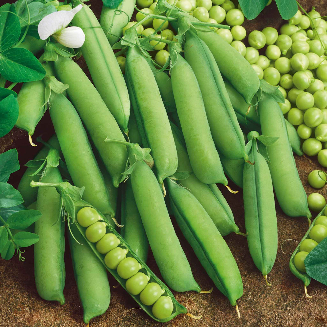 Bulk Pea Seeds | Buy in Bulk & Save | Bulk Seed Store