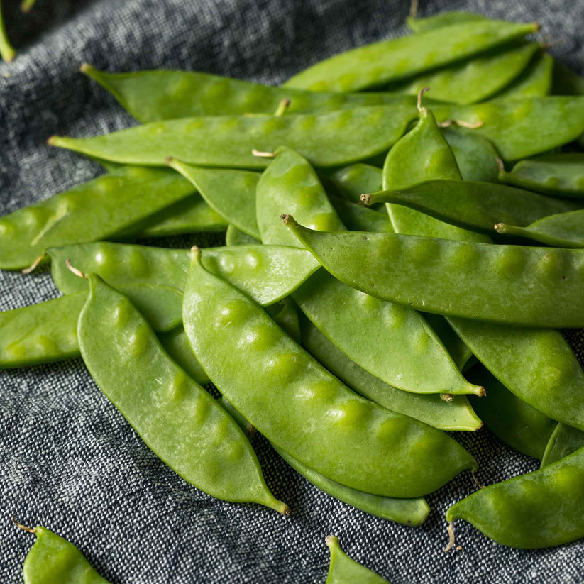 Bulk Pea Seeds (Snow) - Dwarf Grey Sugar | Bulk Seed Store