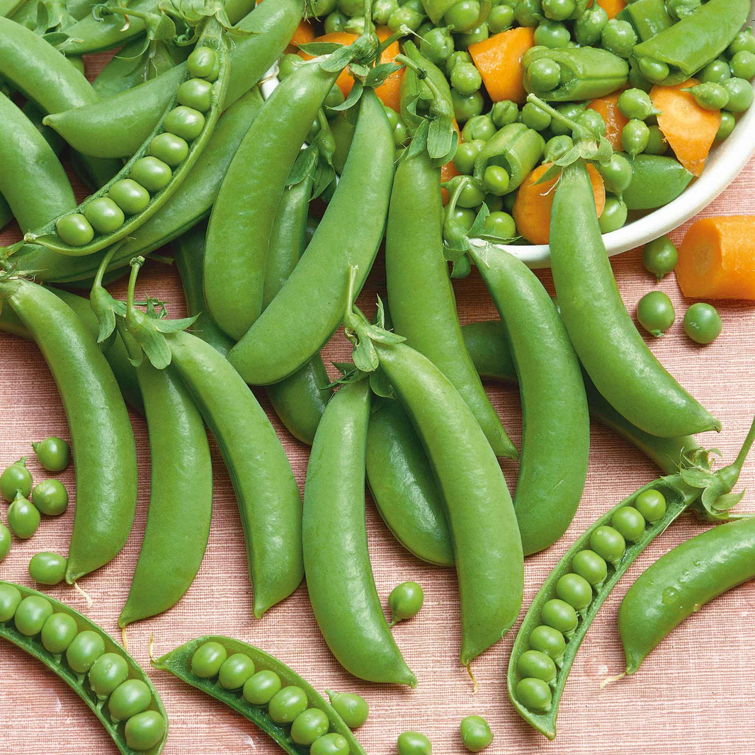 Bulk Pea Seeds | Buy in Bulk & Save | Bulk Seed Store