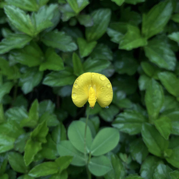 Bulk Peanut Seeds | Bulk Seed Store