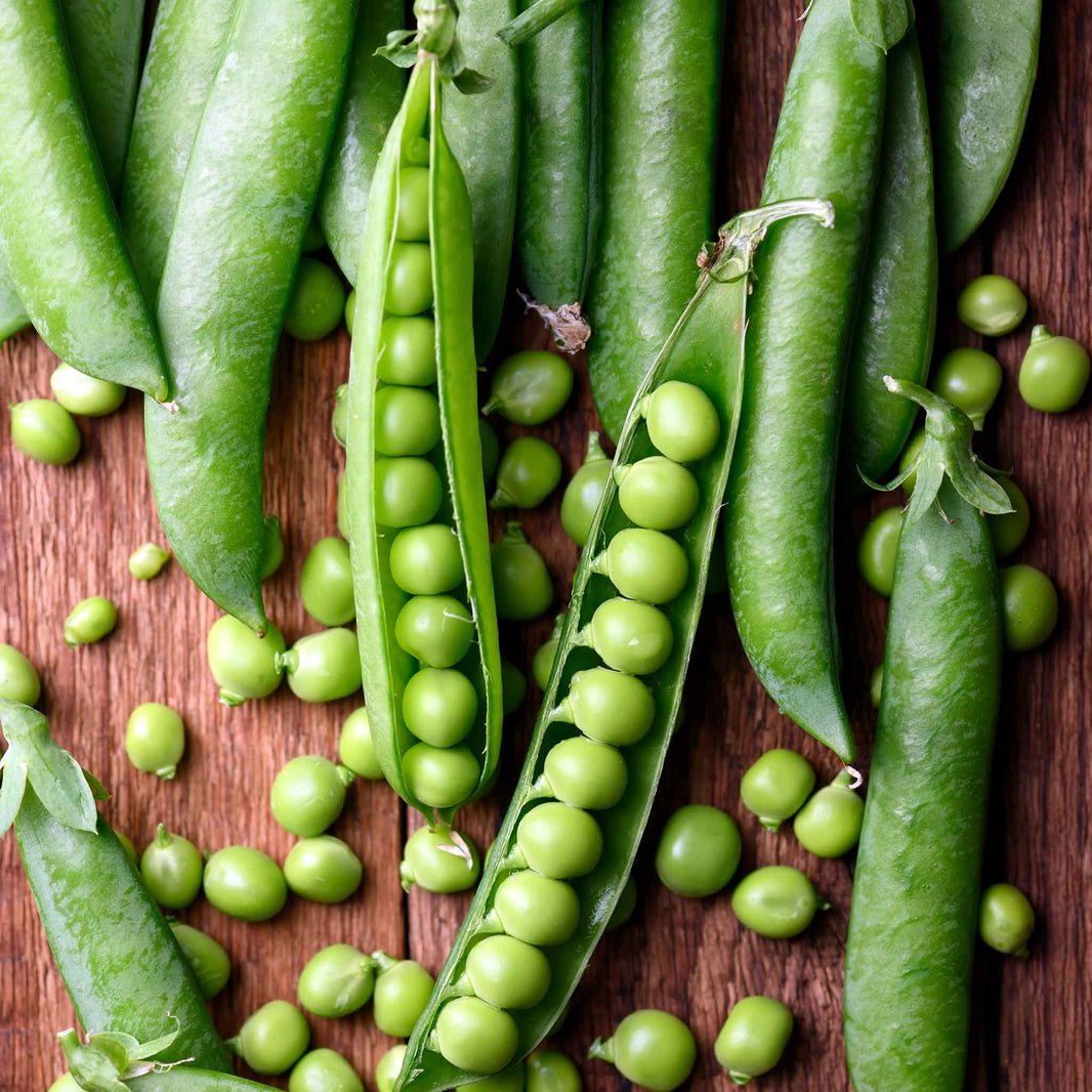 Bulk Pea Seeds | Buy in Bulk & Save | Bulk Seed Store