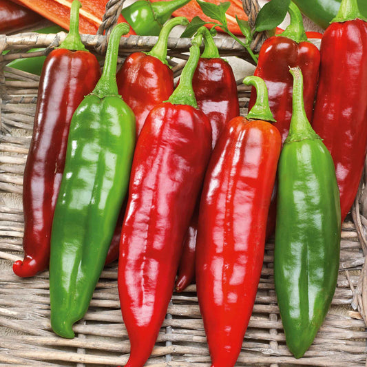 Bulk Pepper Seeds | Buy in Bulk & Save | Bulk Seed Store – Page 5
