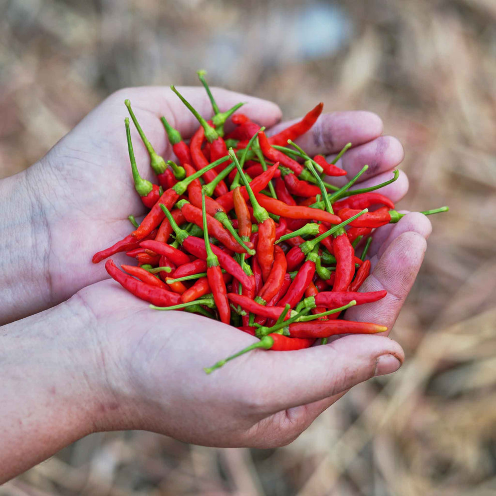 Bulk Hot Pepper Seeds - Chile De Arbol | Bulk Seed Store