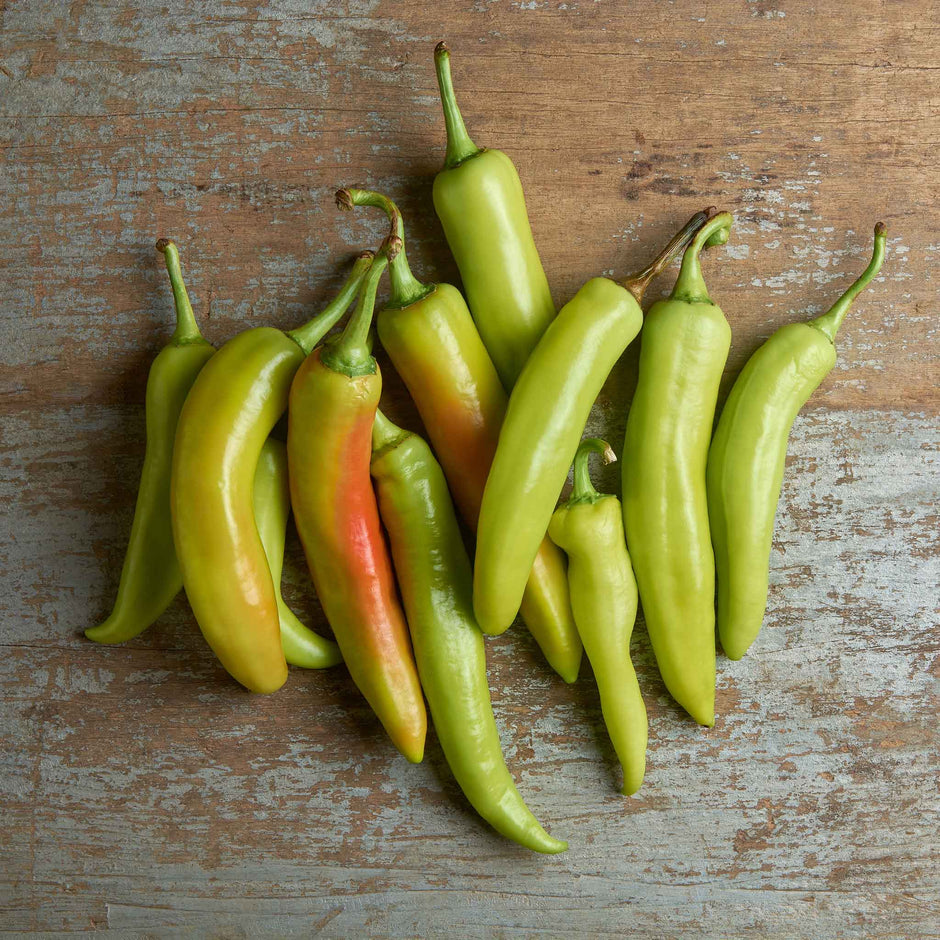 Bulk Pepper Seeds | Buy in Bulk & Save | Bulk Seed Store
