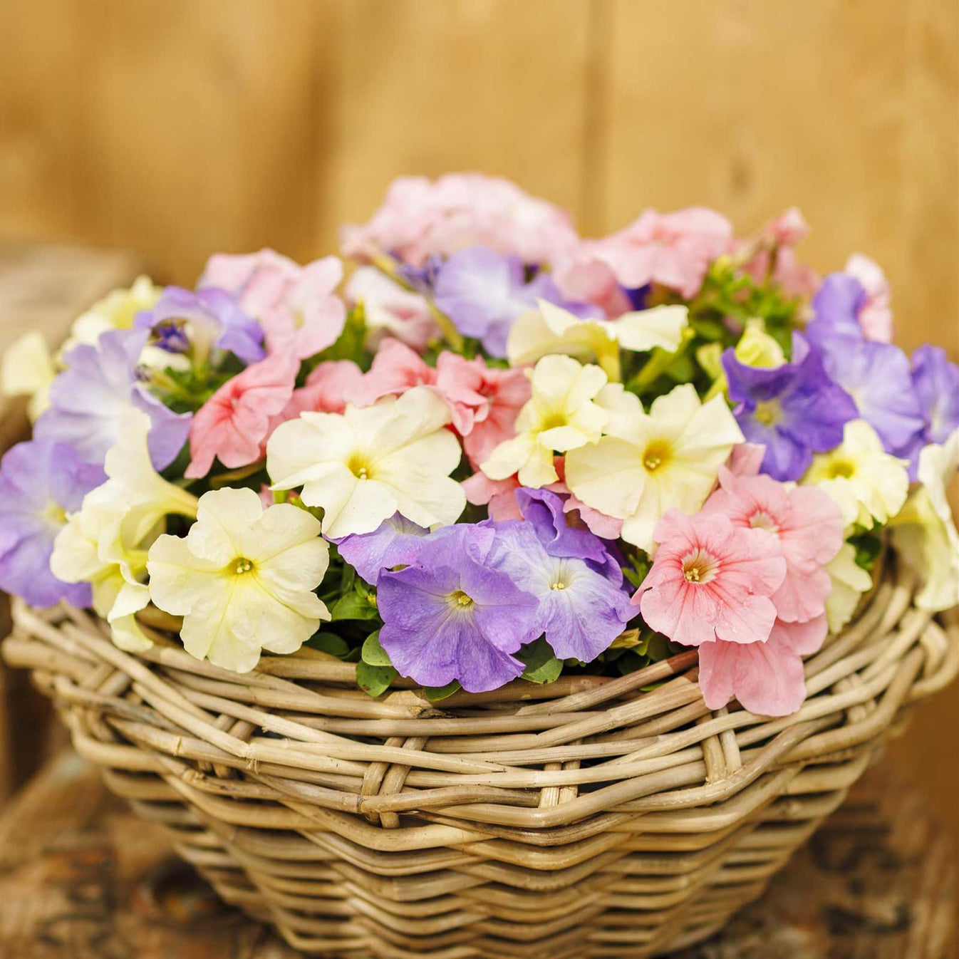Bulk Petunia Seeds - Limbo GP Pastel Mix | Bulk Seed Store