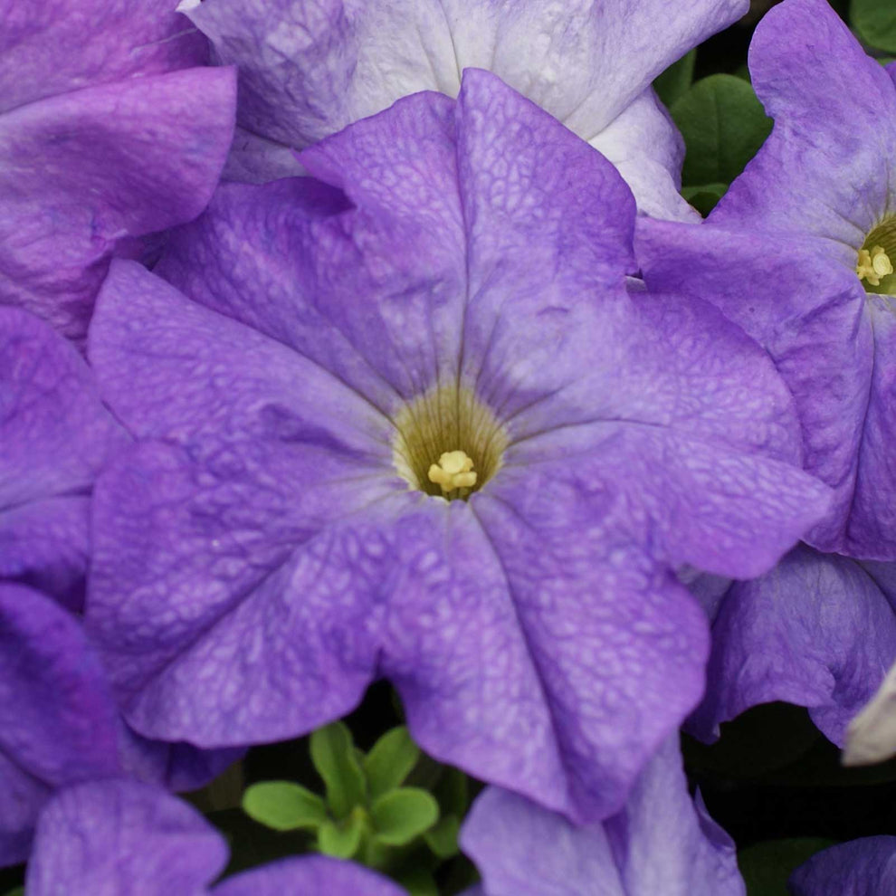Bulk Petunia Seeds - Limbo GP Pastel Mix | Bulk Seed Store