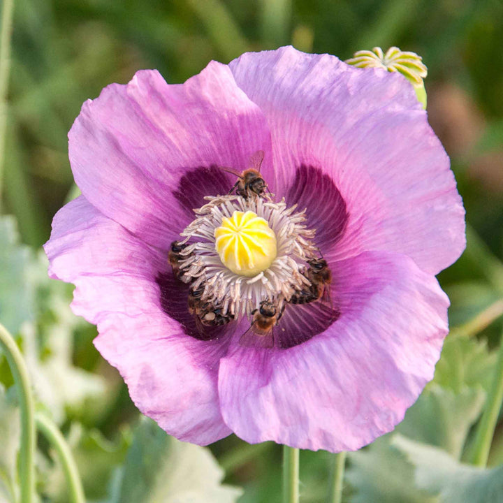 Bulk Poppy Seeds | Buy in Bulk & Save | Bulk Seed Store