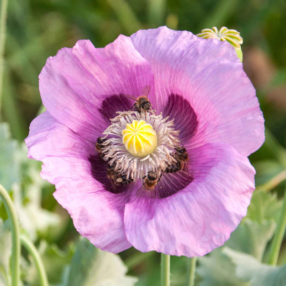 Bulk Poppy Seeds | Buy in Bulk & Save | Bulk Seed Store