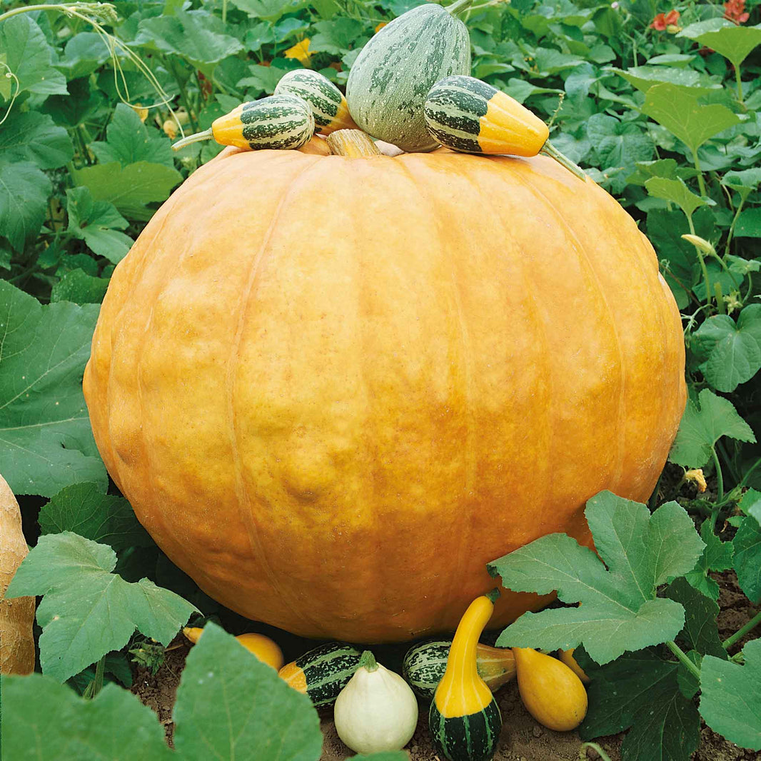 Bulk Pumpkin Seeds | Buy in Bulk & Save | Bulk Seed Store