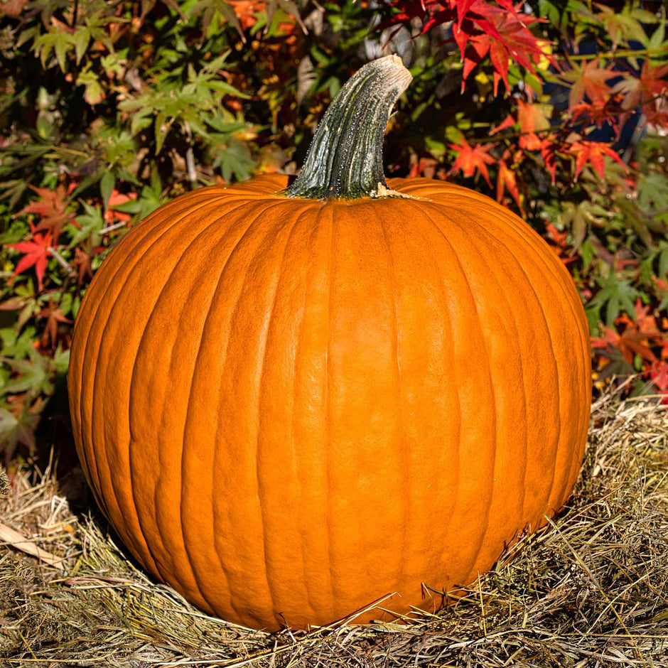 Bulk Pumpkin Seeds | Buy in Bulk & Save | Bulk Seed Store