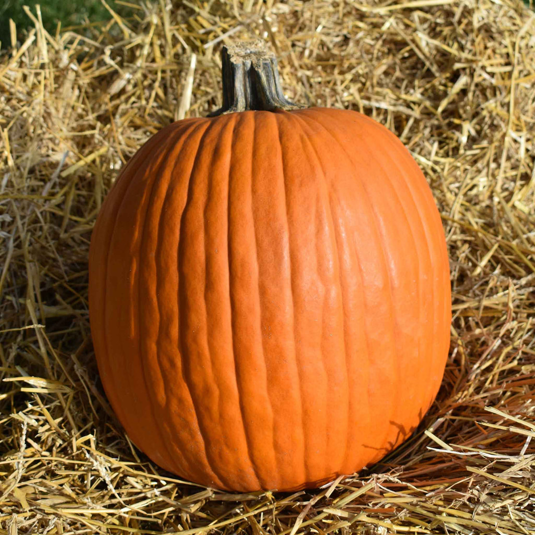 Bulk Pumpkin Seeds | Buy in Bulk & Save | Bulk Seed Store
