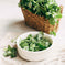 Bulk Purslane Seeds - Green | Bulk Seed Store