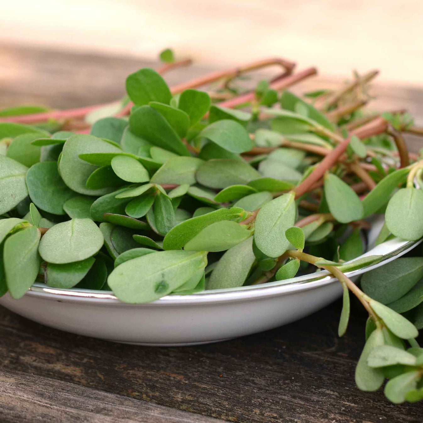 Bulk Purslane Seeds - Green | Bulk Seed Store