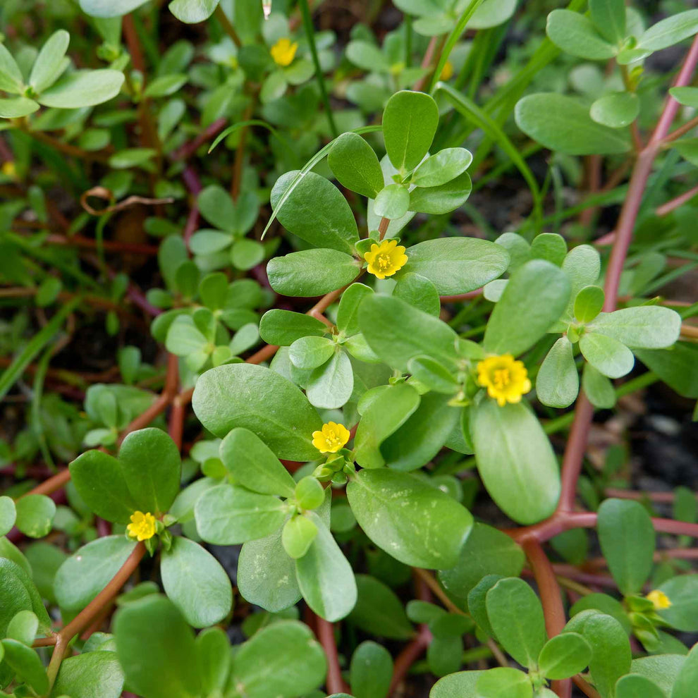 Bulk Purslane Seeds - Green | Bulk Seed Store