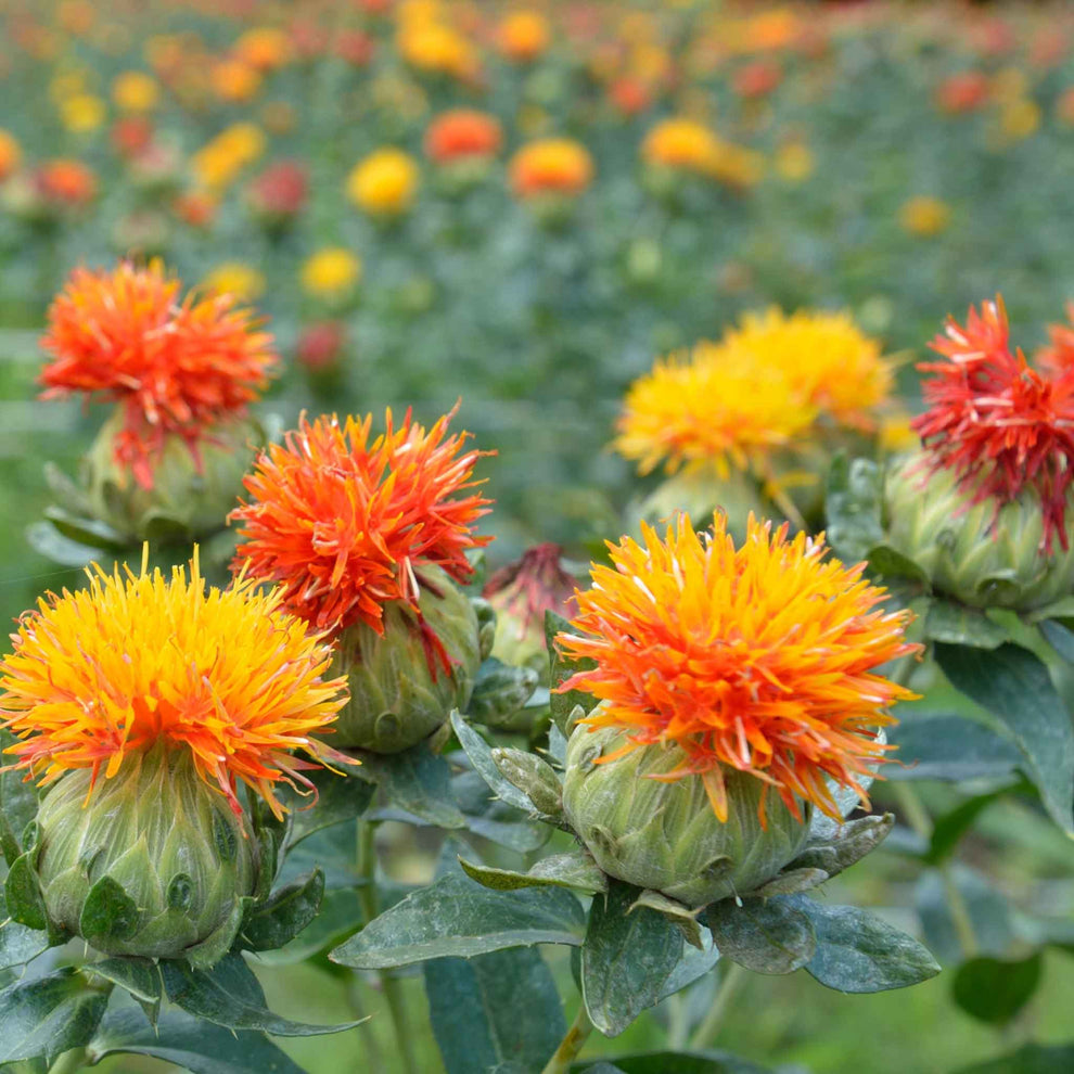 Bulk Safflower Seeds - Corrales Azafran | Flower Seeds | Bulk Seed Store
