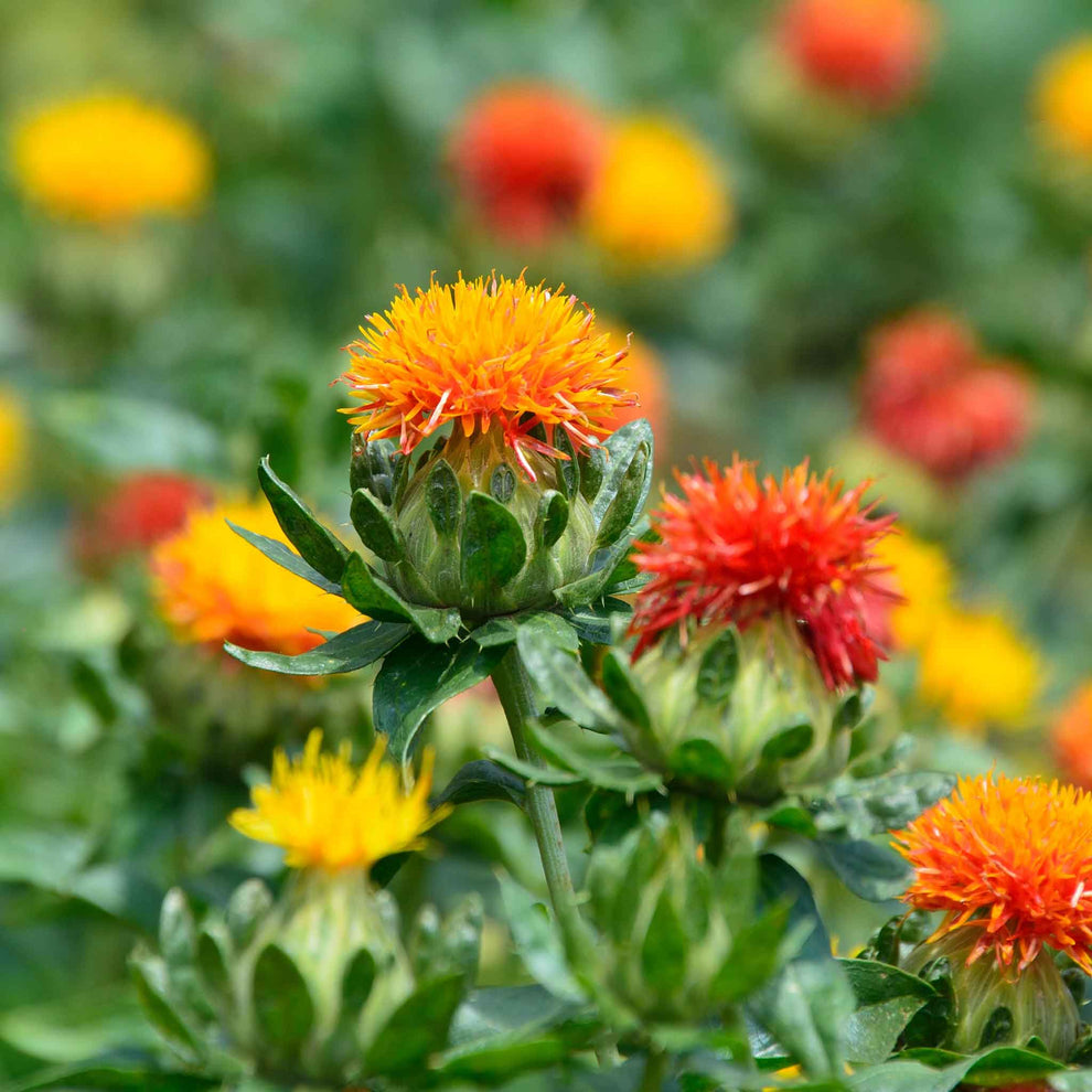 Bulk Safflower Seeds - Corrales Azafran | Flower Seeds | Bulk Seed Store