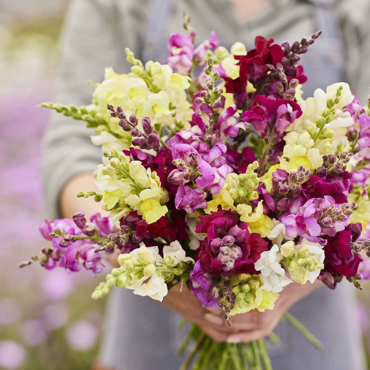 Bulk Snapdragon Seeds - Rainbow Mix | Bulk Seed Store