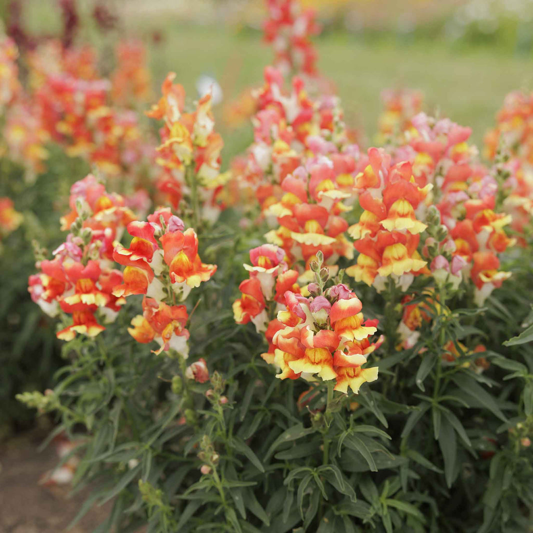 Bulk Snapdragon Seeds | Buy in Bulk & Save | Bulk Seed Store