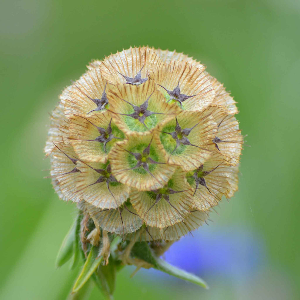 Bulk Starflower Seeds | Bulk Seed Store