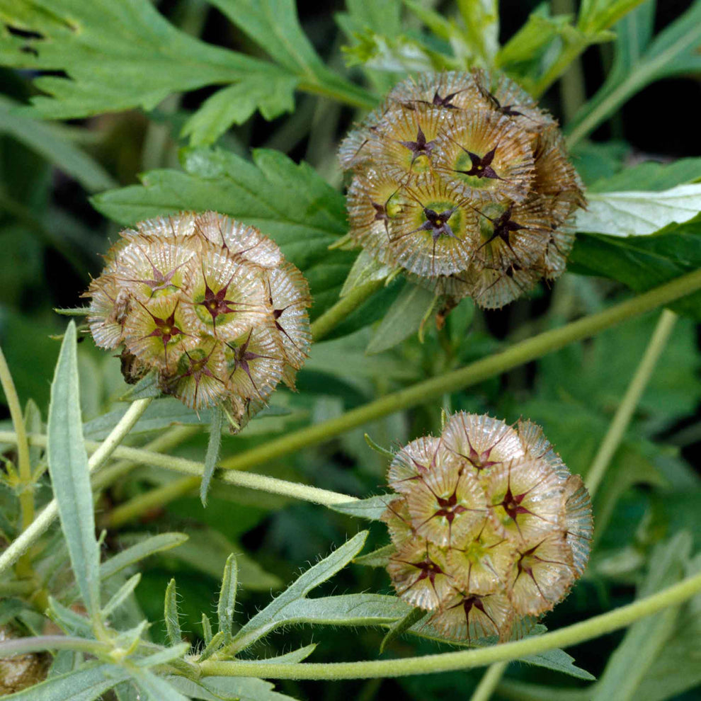 Bulk Starflower Seeds | Bulk Seed Store